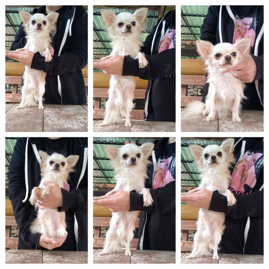 Щенки чихуахуа мини