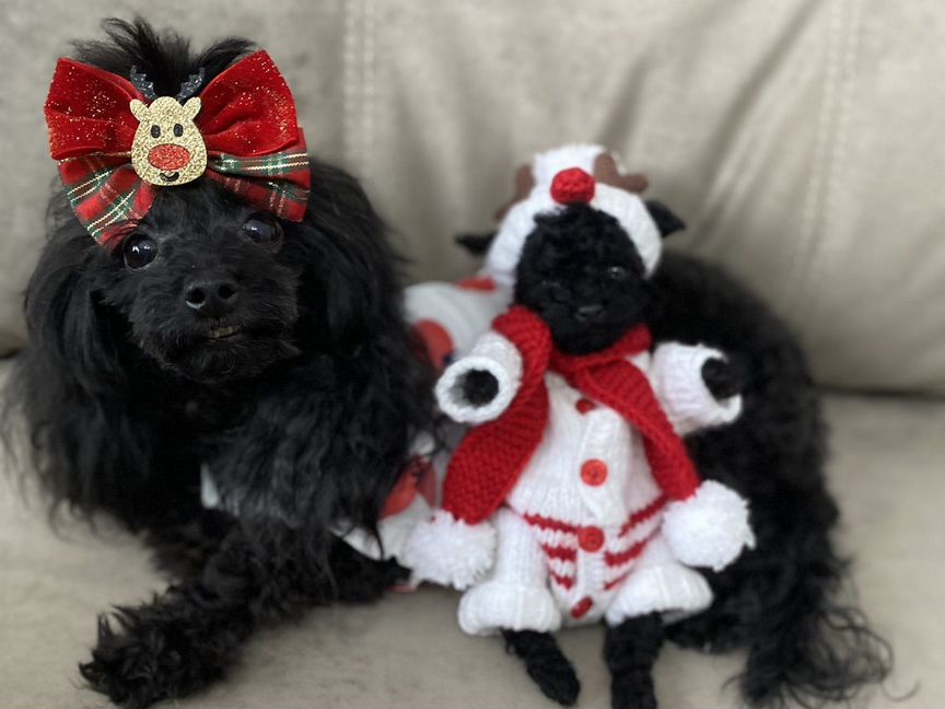 Уголек той пуделек