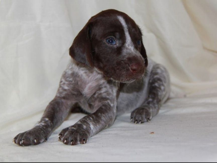 Продам щенков Курцхаар-Дратхаар