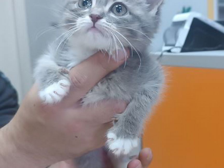 Милейший котеночек