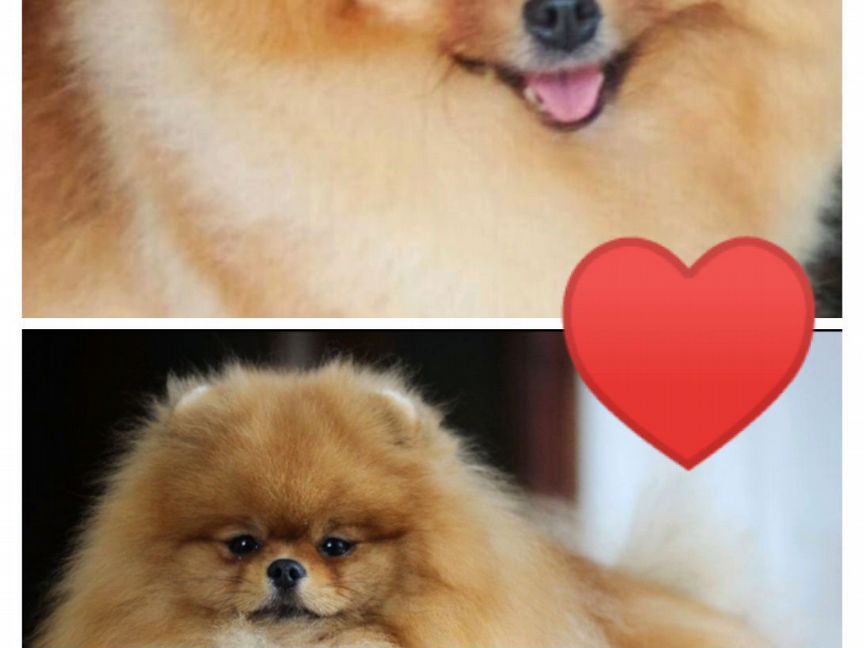 Щенки померанского шпица