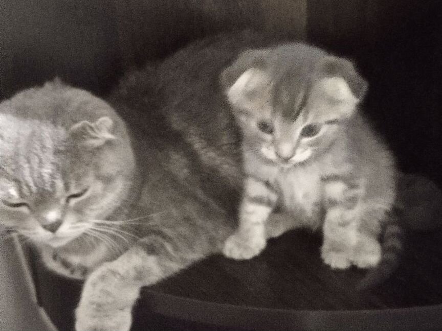 Шотландская