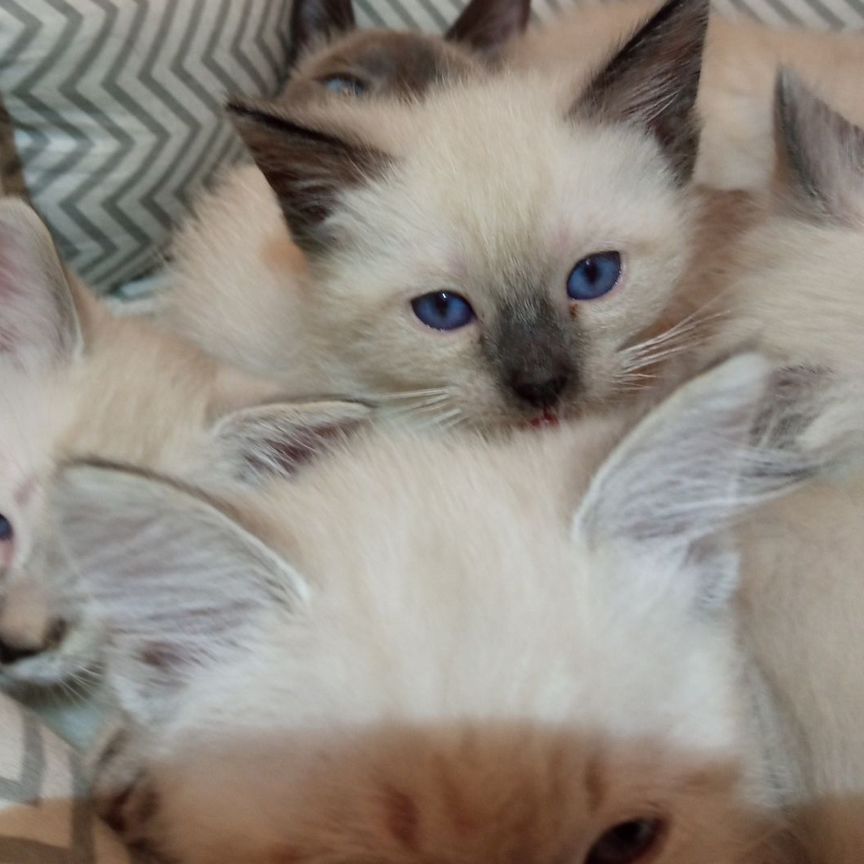 Тайский котёнок