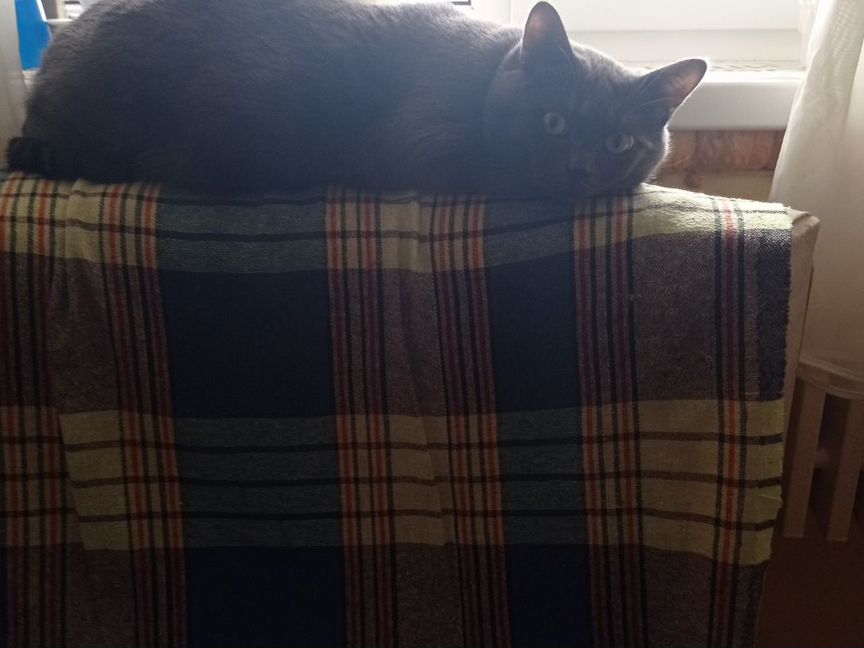 Кошки