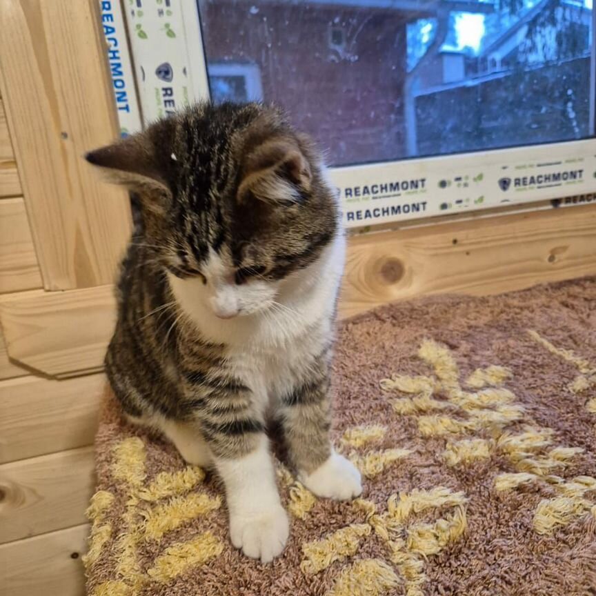 Котек 6 месяцев