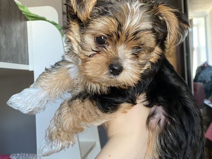 Йоркширский терьер