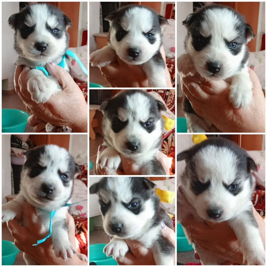 Продаются щенки сибирской хаски