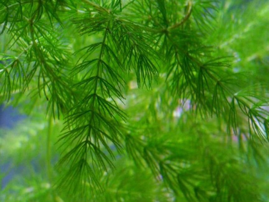 Растения для аквариума. Грунт. Дафния