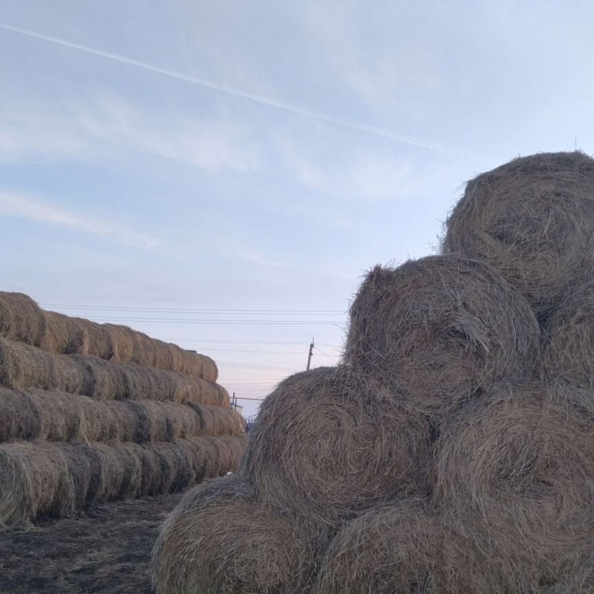 Сено в рулонах