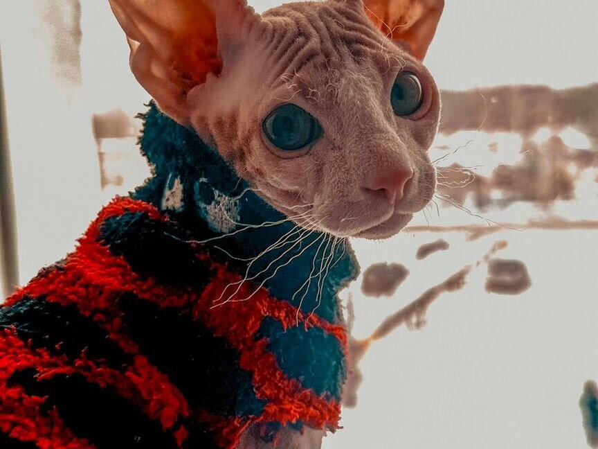 Донской сфинкс