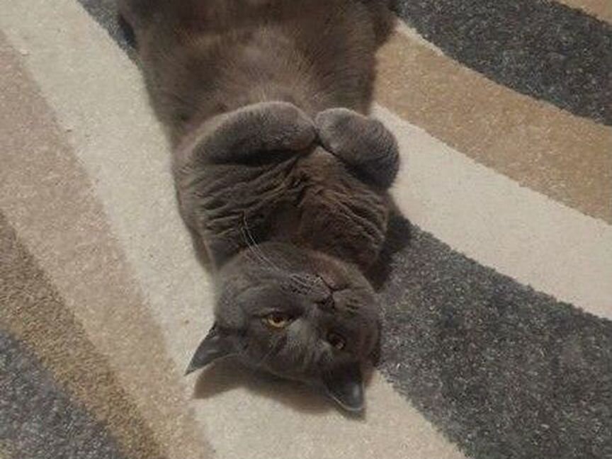 Отдам шотландского кота в хорошие руки