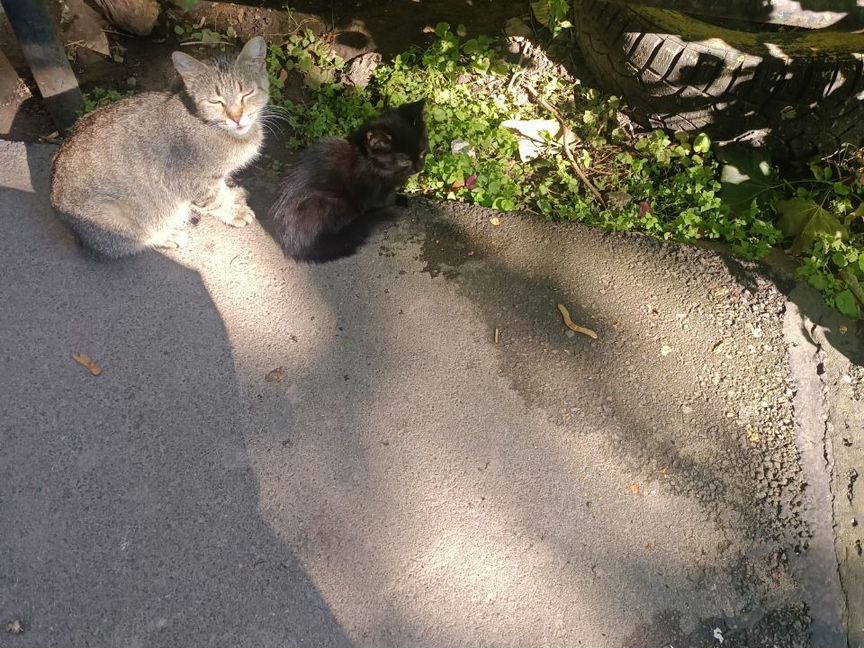 Помогите котятам