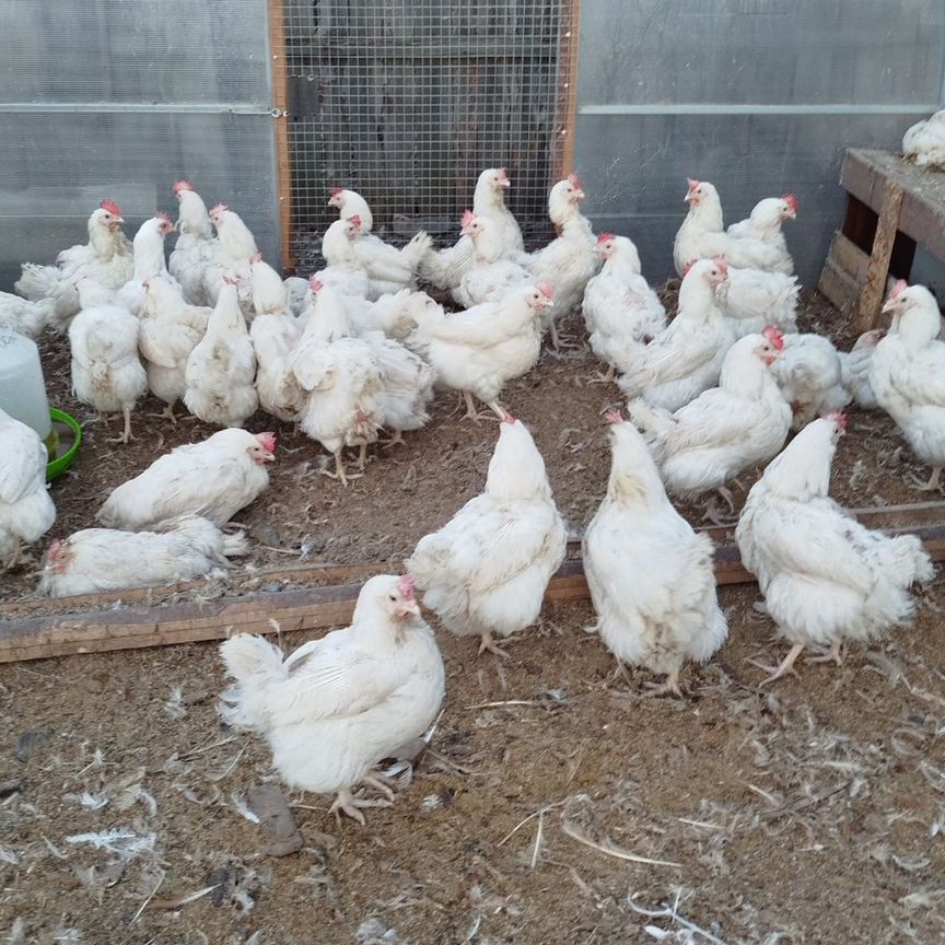 Куры несушки старка