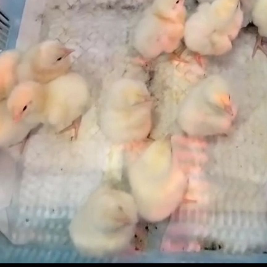 Цыплята бройлеры Арбор Айкрес кобб 700