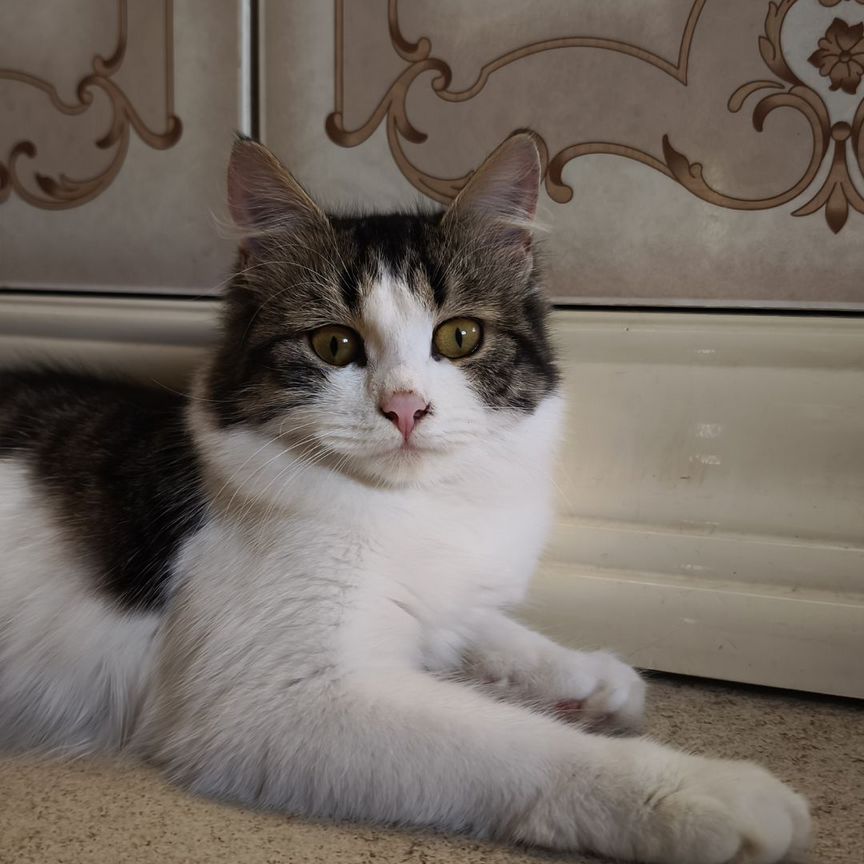 Кошка 8 месяцев