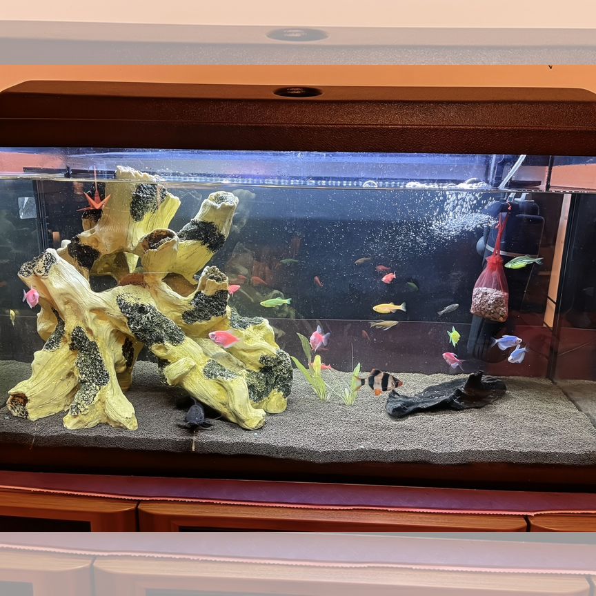 Аквариум с рыбками