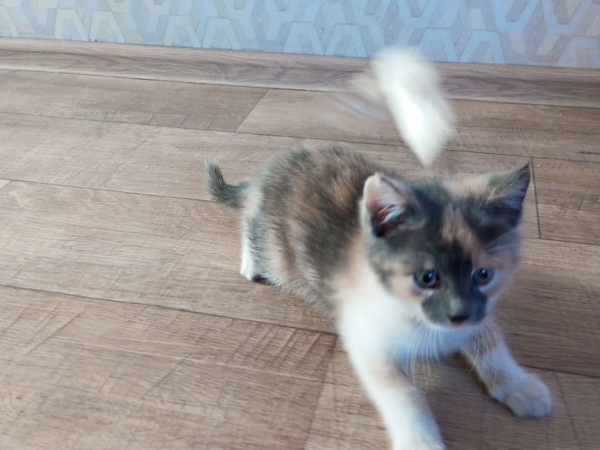 Котята отдам бесплатно
