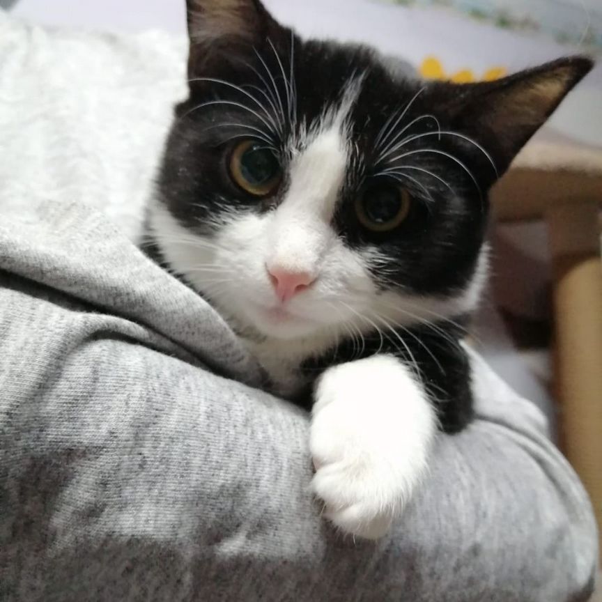 Котёнок Бася