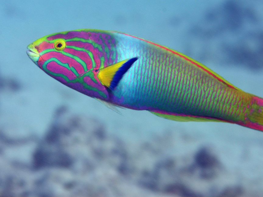 Рыба Таллосома лунная