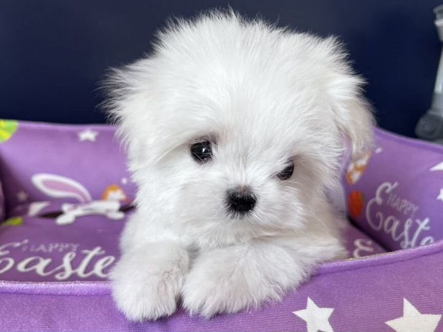 Мальтезе щенки