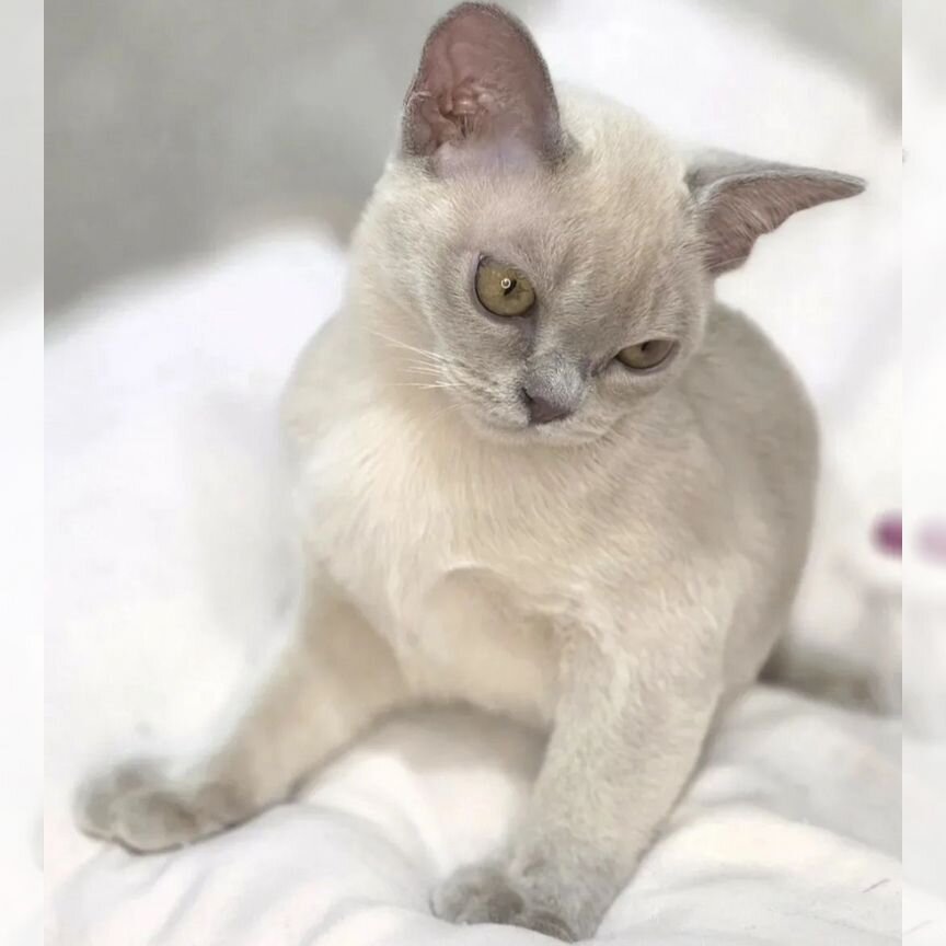 Европейский бурманский котёнок