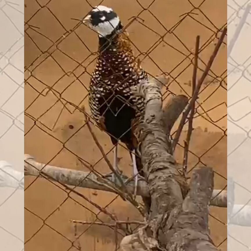 Королевский фазан