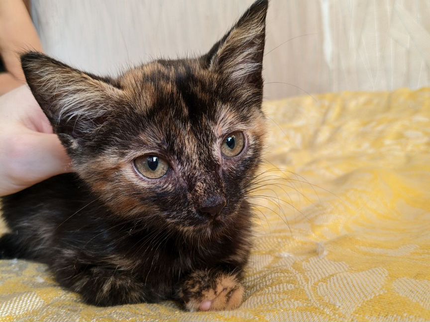 Котята в добрые руки SOS