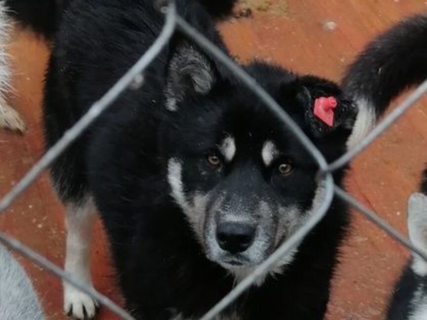 Арчи отличный пёс друг и компаньон