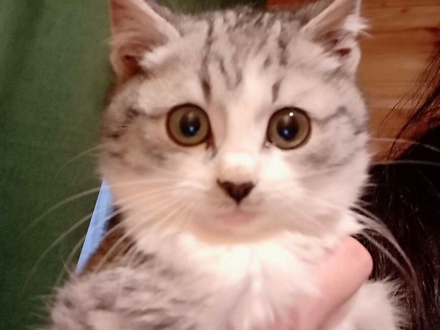 Котенок Совёнок в добрые руки
