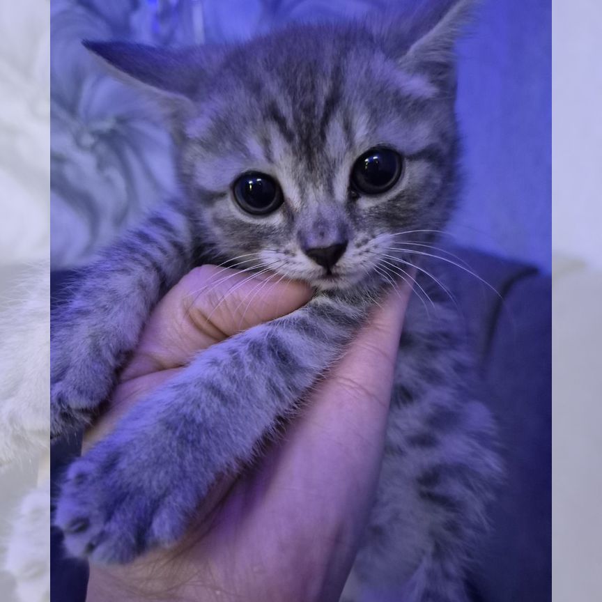Британские котята