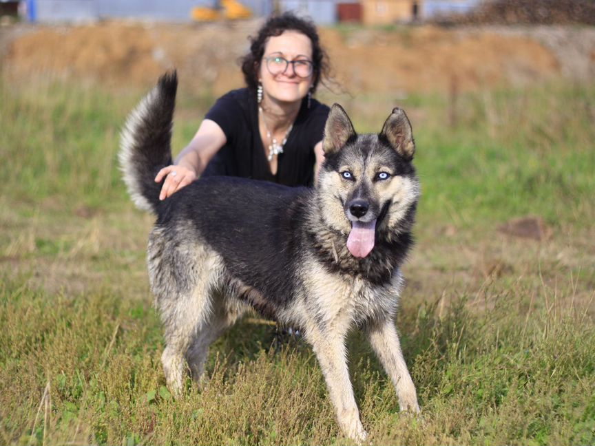 Красивая хаски (лайка) в дар