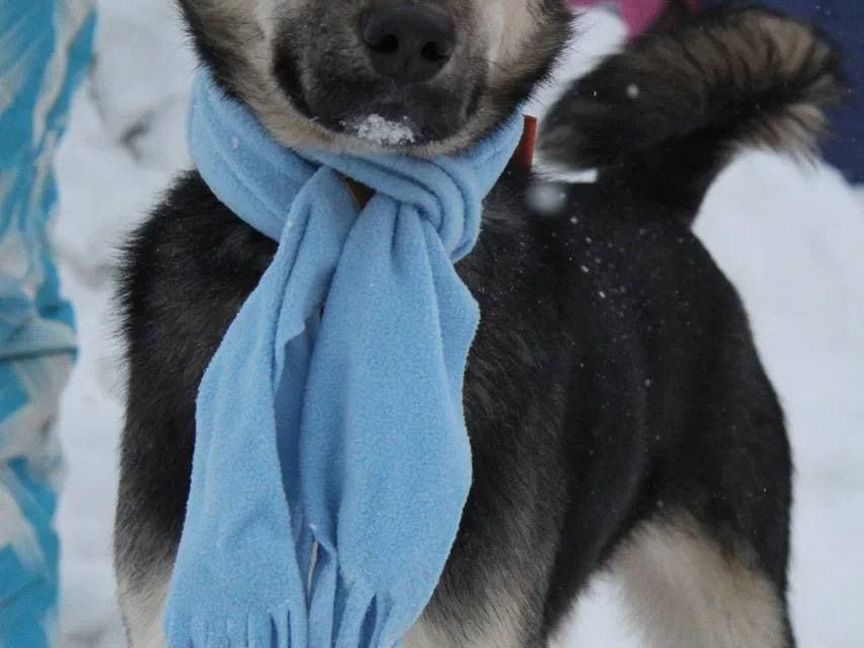 Щенок ищет дом