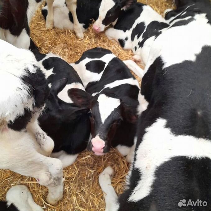 Телята бычки тёлки доставка бесплатно