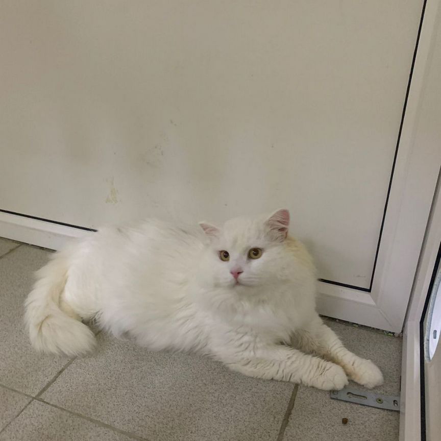 Белый пушистый котик