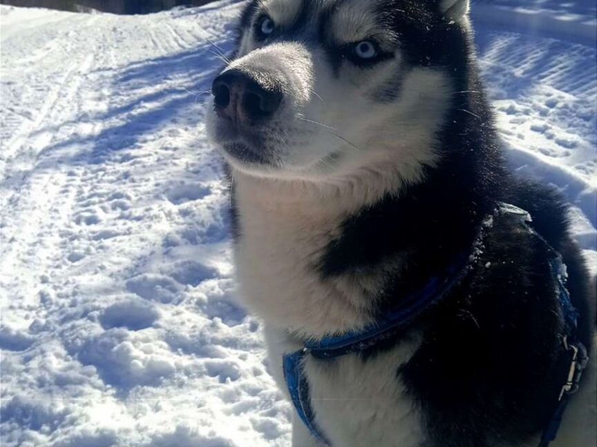 Сибирский хаски, ищем девочку для вязки