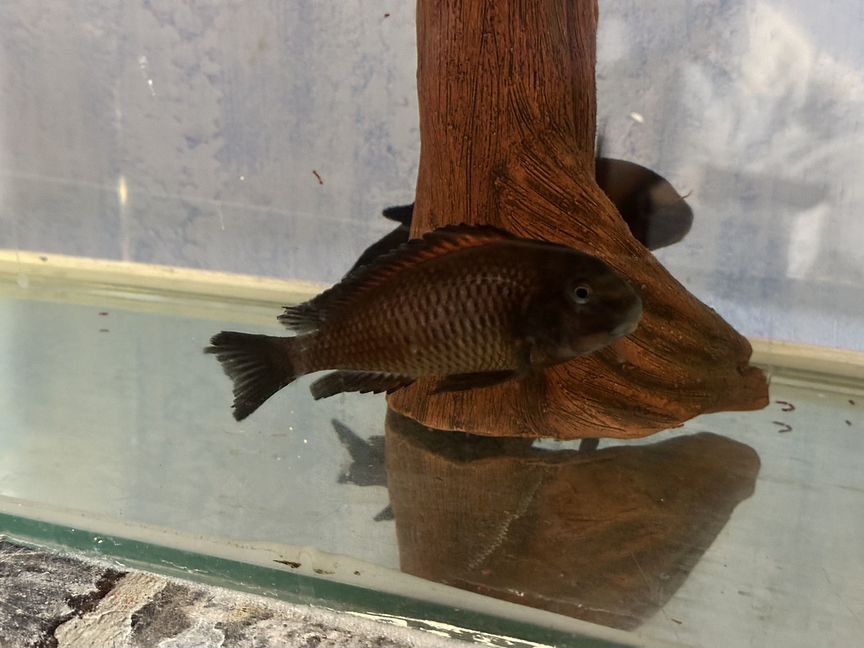 Трофеусы Муро молиро