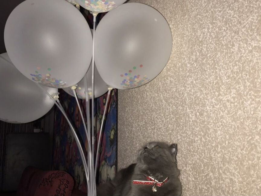 Шотландская кошка вислоушка