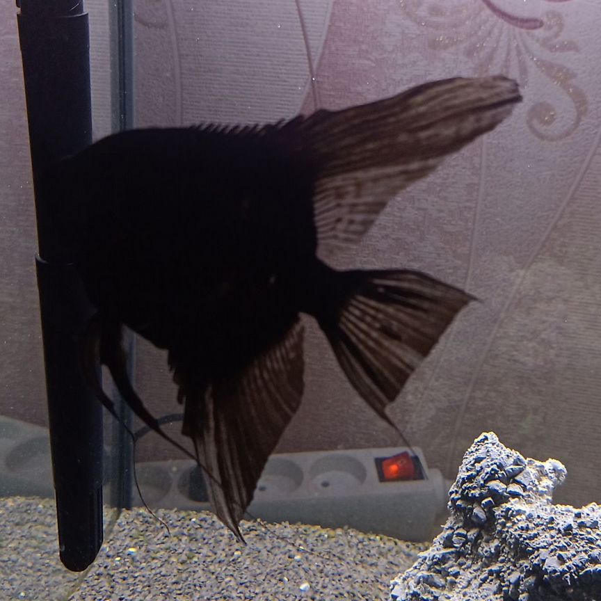 Скалярия черная