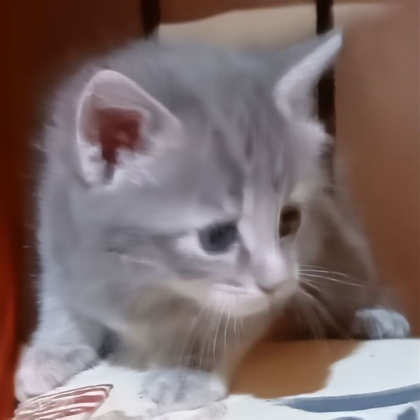 Мейн-кун котёнок