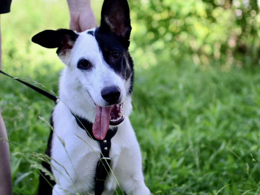 Славной собачке нужен дом или передержка
