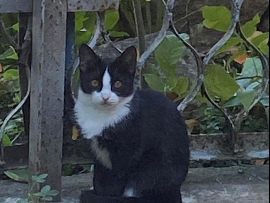 Котята в добрые руки бесплатно кошечка и кот