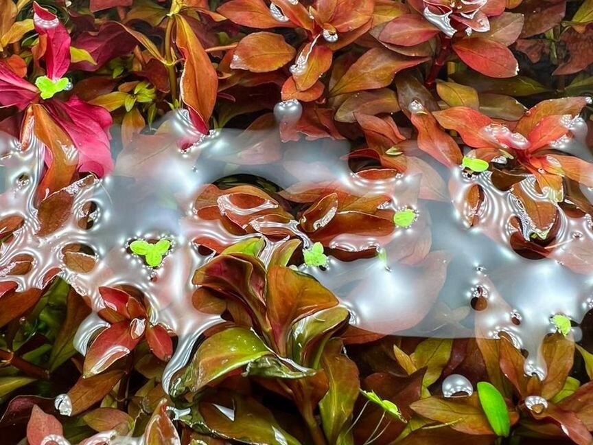 Людвигия super ред