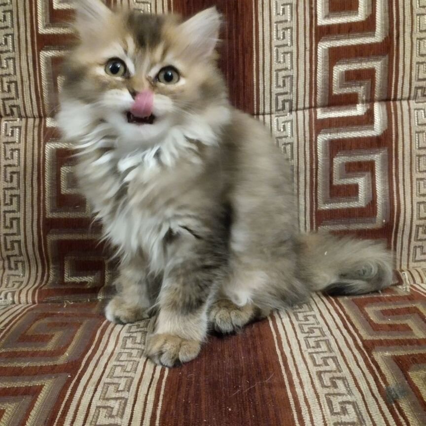 Британский длинношёрстный котёнок