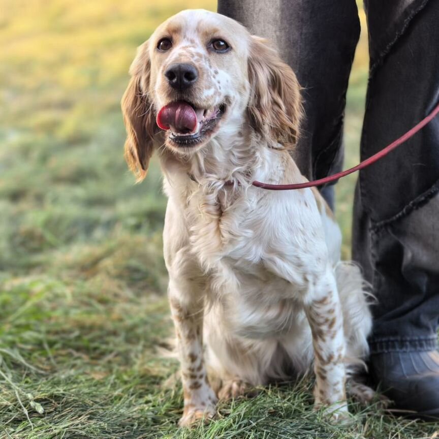 Кокер спаниель, взрослая собака