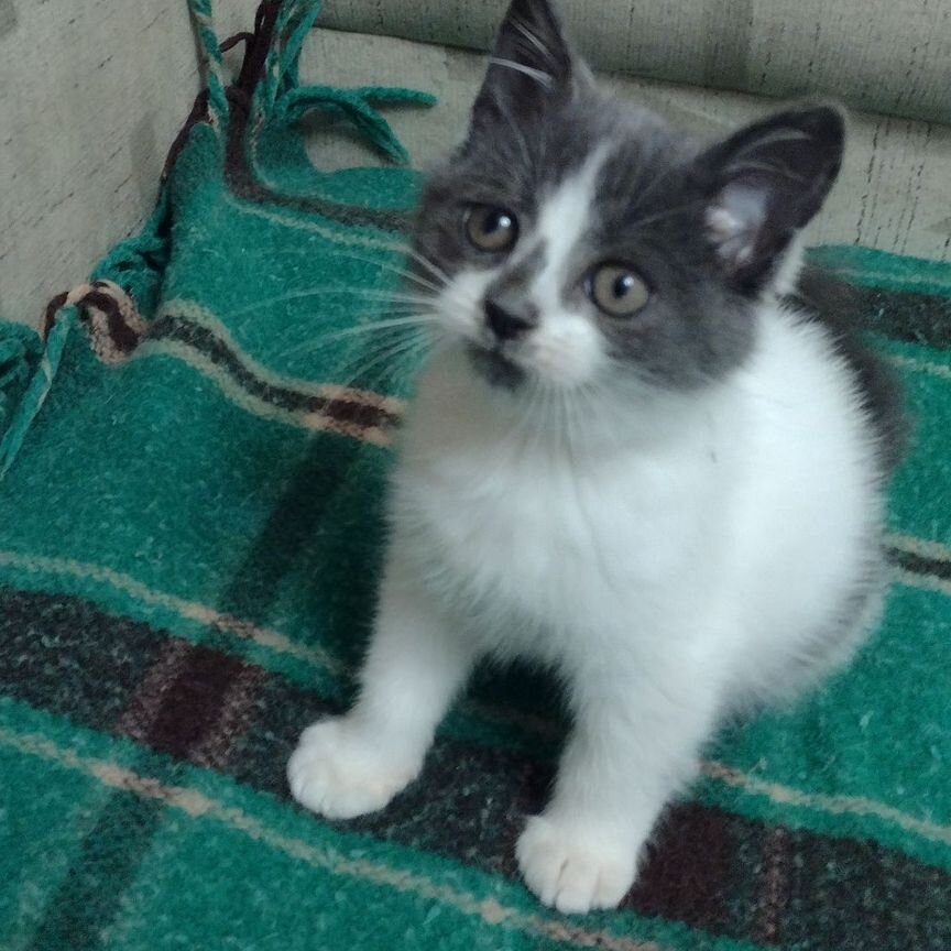 Метис шотландца ищет дом