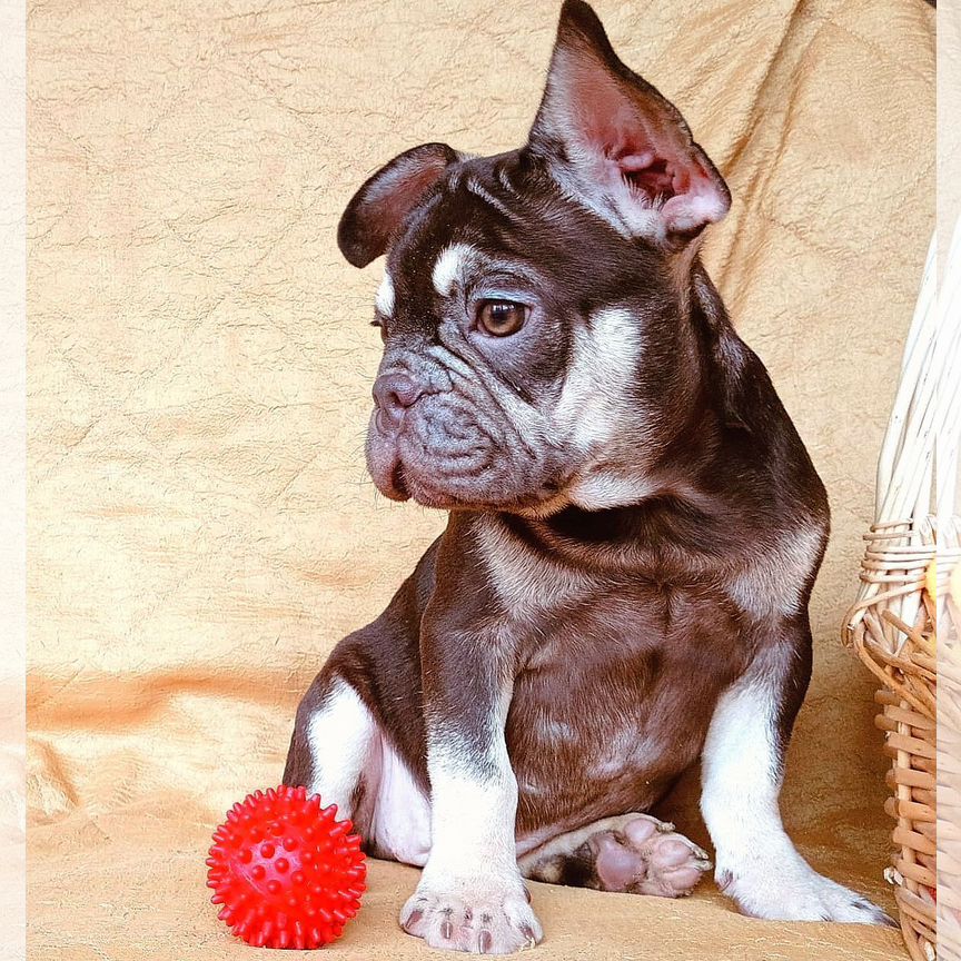 Французский бульдог щенки