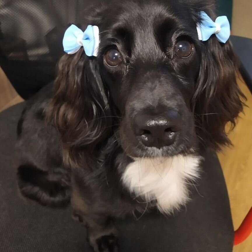 Маленькая собачка в добрые руки