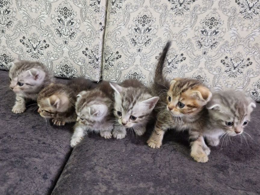 Продам котят породистых