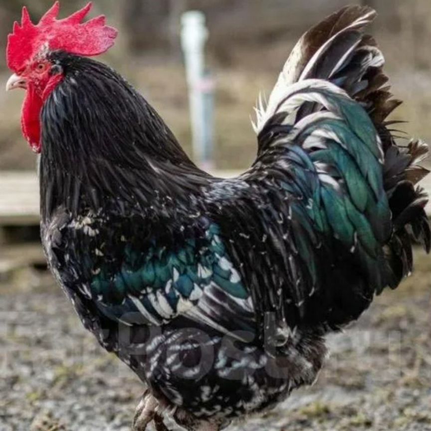 Петух австролорп