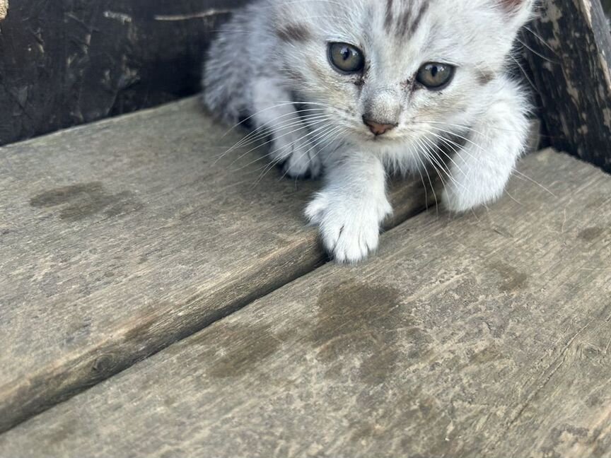 Кошка британка